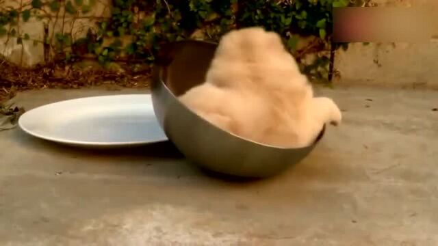 The puppy dog ran into an iron pan, and it was too cute to shake it ...