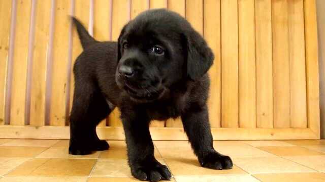 Black Labrador: The little tail swayed, staring at you with big eyes ...