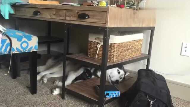 Erha นอนหลับและพูดคุยในความฝันฉันคิดว่ามันน่าอาย แต่กลับกลายเป็นว่าเห่า ...