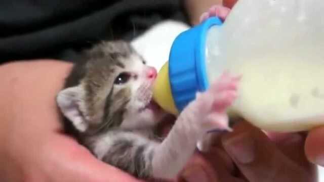 Soft cute little milk cat can only eat with a bottle, take the bottle ...