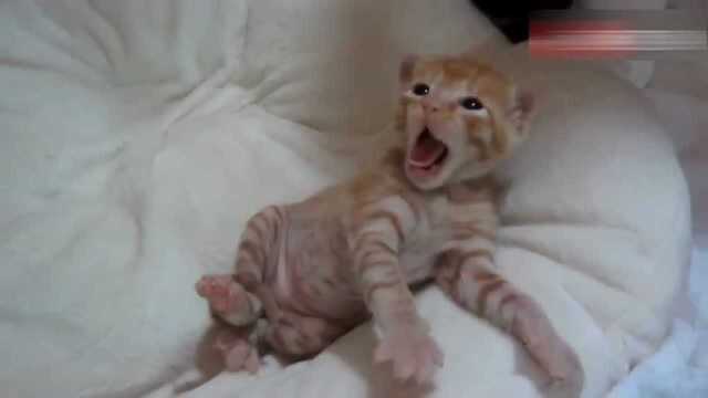 The way the little milk orange greets the owner - Watch HD Video Online ...