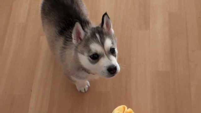 Meng pet husky: toys can not shake the heart of Xiao Erha want to see ...