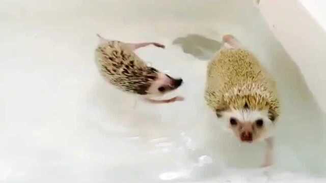 Up posture: Can the hedgehog swim? After watching the video, you will ...