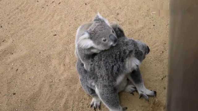 A cute little koala, scared by the tourists, immediately ran to the ...