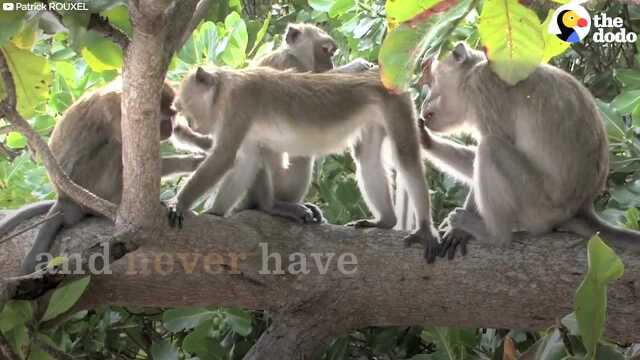 Experiment, after a dancing monkey breaks the chain, it returns to life ...