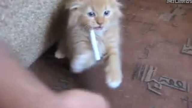 Two months old cute cat smoking - Watch HD Video Online - WeTV