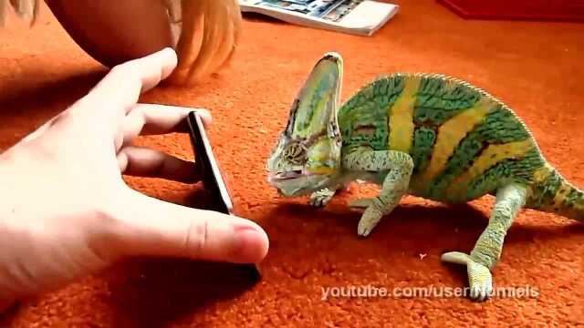 Chameleon vs. iPhone - Watch HD Video Online - WeTV