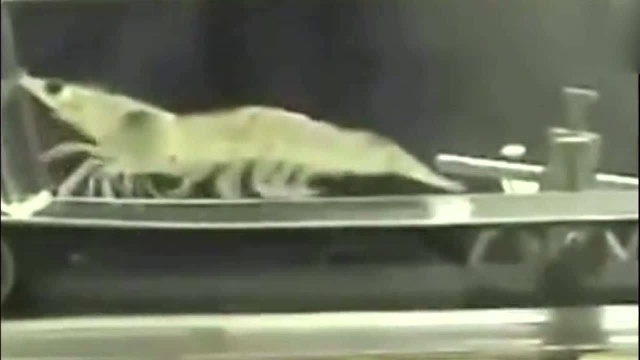 Scene of running live shrimp on a treadmill - Watch HD Video Online - WeTV