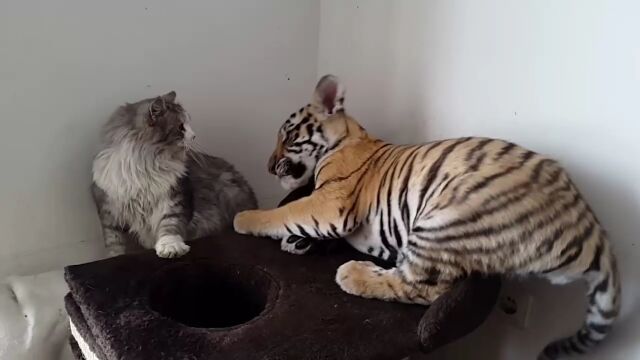 This world has changed! The comet people dare to slap the tiger's slap ...