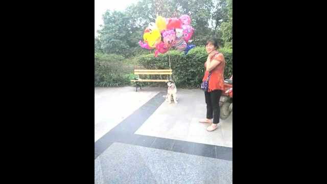 นี่คือ "ต้นไม้เงินสด" ใน Erha ฉันมองมันทั้งหมด - ชมวิดีโอออนไลน์ คุณภาพ ...