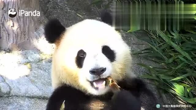 Panda: bite right and bite right, you can't just bite with one side, or ...