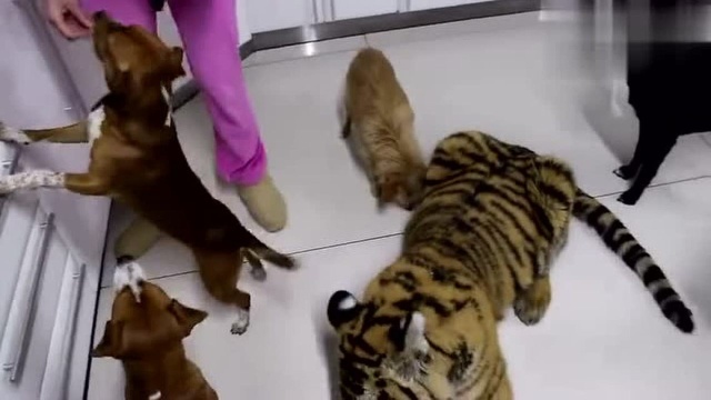 Raising the tiger with the dog, the character of the tiger is very ...