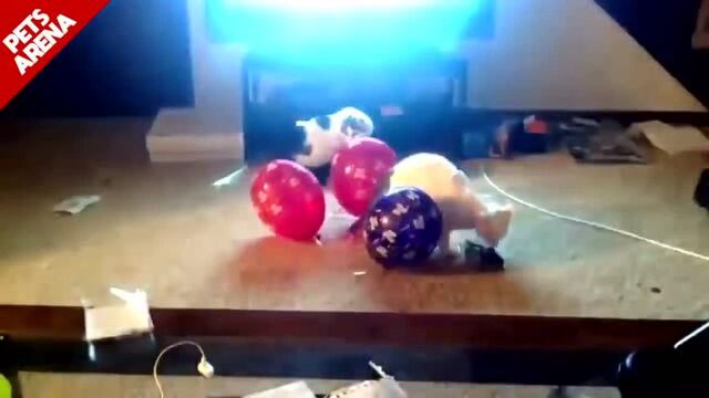 So scared, why all the bulging things follow me, from the gallbladder ...