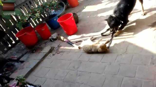 The comet failed to fight, and was dragged by the dog. The first time I ...