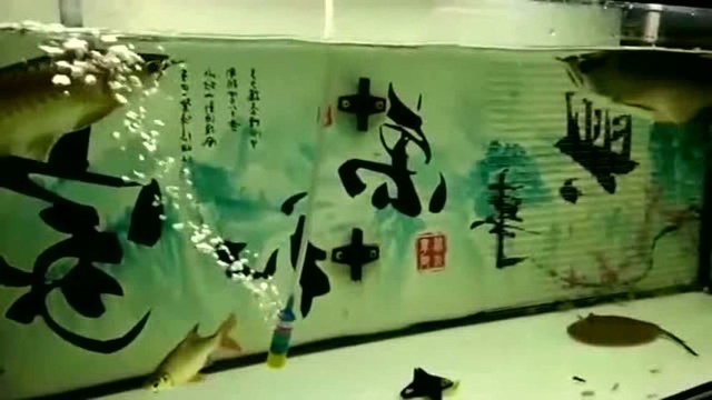 The two golden dragonfish in the grandfather's family fish tank fight ...