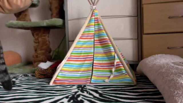 Gray cats often burst out to scare cats, and as a result, the friends ...