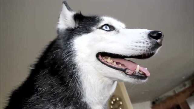 การได้รับการศึกษาจากเจ้าของเพื่อสงสัยสุนัขมันเป็นเรื่องยากที่ Erha ...