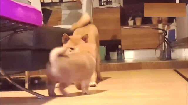 Haven't seen such a good fighting Shiba Inu, the road is not stable ...