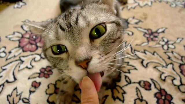 My tabby cat has no other hobbies, just like to wash my hands every day ...
