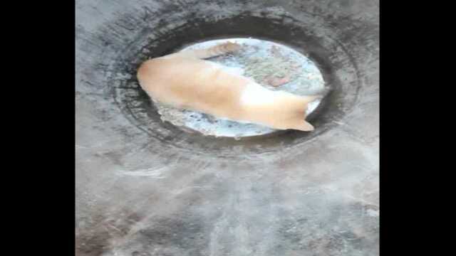 Finally I saw a comet that was not afraid of mice. The natural enemies ...