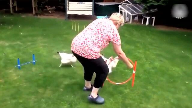 The chickens will play acrobatics, and other small animals will have to ...