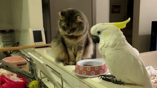 Cat and parrot eat a bowl of rice, cat: move again, move again, I even ...