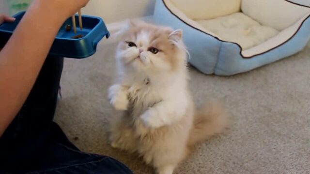 Gao Meng cat เลี้ยงลูกแมวด้วยตะเกียบ - ชมวิดีโอออนไลน์ คุณภาพระดับHD - WeTV