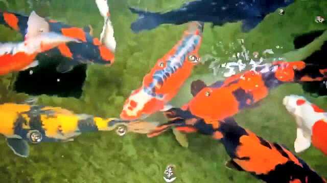 Ven a ver qué más sabes además de la carpa dorada. - Ver online - WeTV