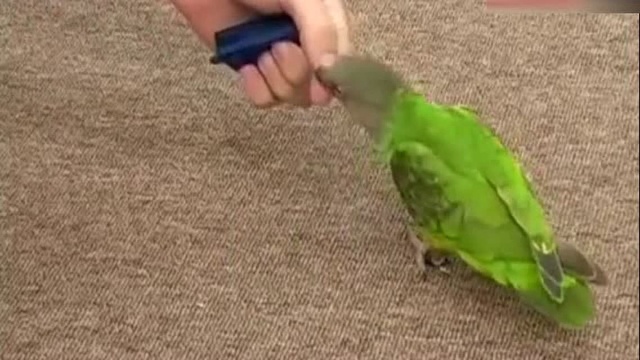 The anti-sky parrot is fully equipped with the owner to kill, this ...