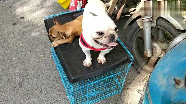 Shandong dog market photographed two beautiful French bulldogs, this ...