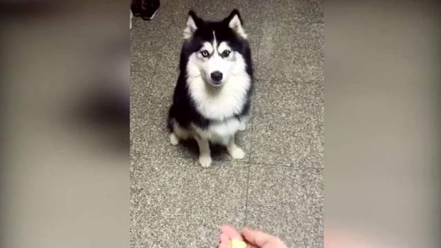 Erha: ดูเหมือนว่าจะมั่นคงเหมือนสุนัขตัวเก่า แต่ที่จริงแล้วฉันไม่สามารถ ...