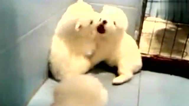 Samoyed started to fight in the group and helped to let the wind go ...