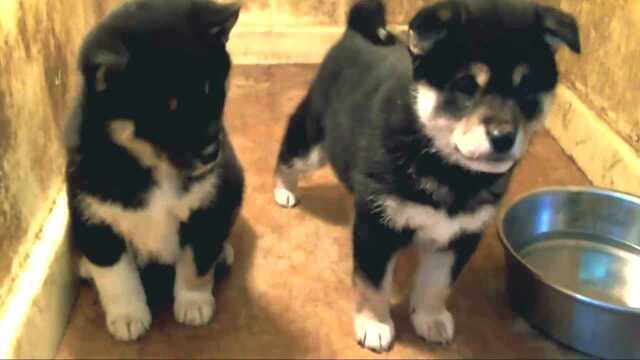 Very fierce Shiba Inu twin brother, please master carefully - Watch HD ...