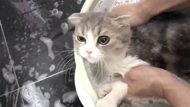 The beautiful short cat who is afraid of taking a bath, seeing the ...