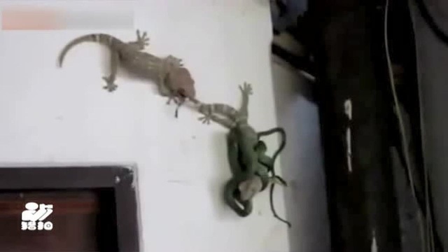 Brave gecko, save the companion - Watch HD Video Online - WeTV