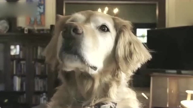 The hatred between the two dogs is tired of the two masters. - Watch HD ...