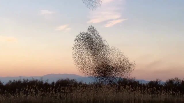 A group of birds hovered over the sky, forming a moving picture, 3D ...