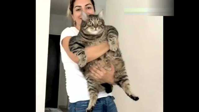 I am not fat, I am just thin and not obvious. - Watch HD Video Online ...
