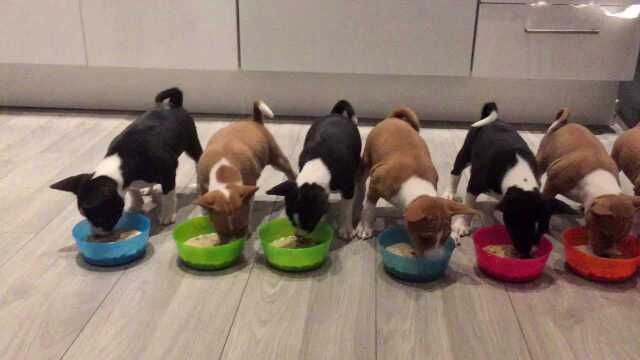 With so many dogs eating together, the scene is still very spectacular ...