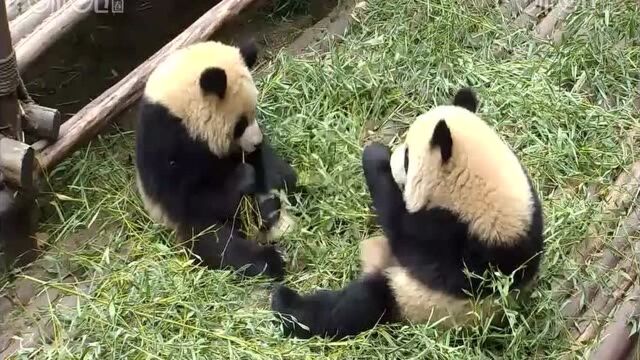 Panda baby leisurely eat bamboo, by the way, how to taste, how is a baby picky eaters? - Watch ...