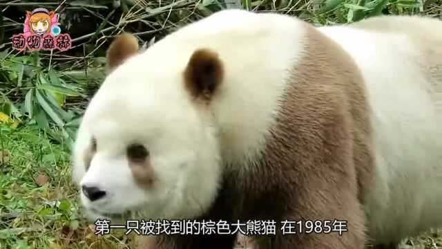 The unique animal, which was discovered in the Qinling Mountains, is ...