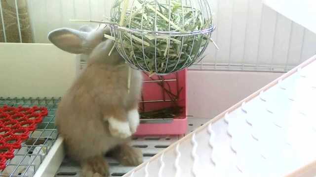 It’s really not easy for the rabbit brothers to eat delicious food for ...