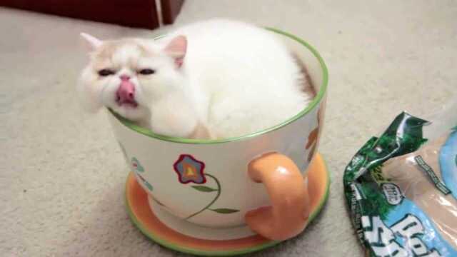 The most pure cat coffee, the cute tea cup cat - Watch HD Video Online ...