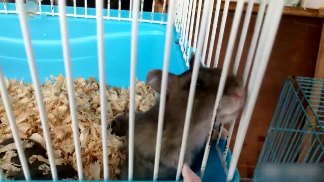 How did this hamster like to bite the iron pole, bite it, even climb to ...