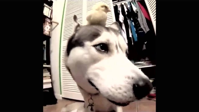 เจ้าของขอให้ Erha ดูแลไก่ดังนั้นเขาจึงทำให้ดีที่สุด! ฉันต้องเห็นแกล้งทำ ...