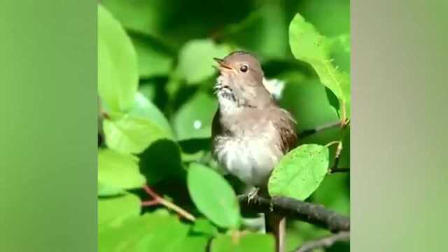 The bird’s scream is like this - Watch HD Video Online - WeTV
