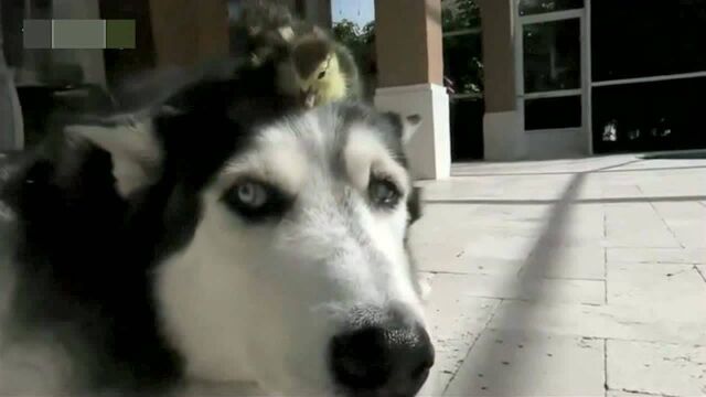 ตั้งแต่ฉันนำเป็ดตัวนี้กลับไปหา Erha! ฮา Erye ความเป็นแม่ของดาฟาไม่ทำลาย ...