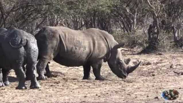 The rhino actually fell in love with the branches! Poor tree branch ...