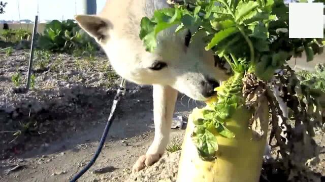 The dog is like a rabbit in the radish, crispy, so delicious! - Watch ...