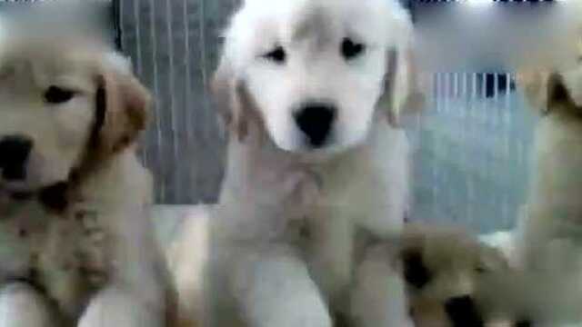 A nest of golden retriever puppies, look at the best - Watch HD Video ...